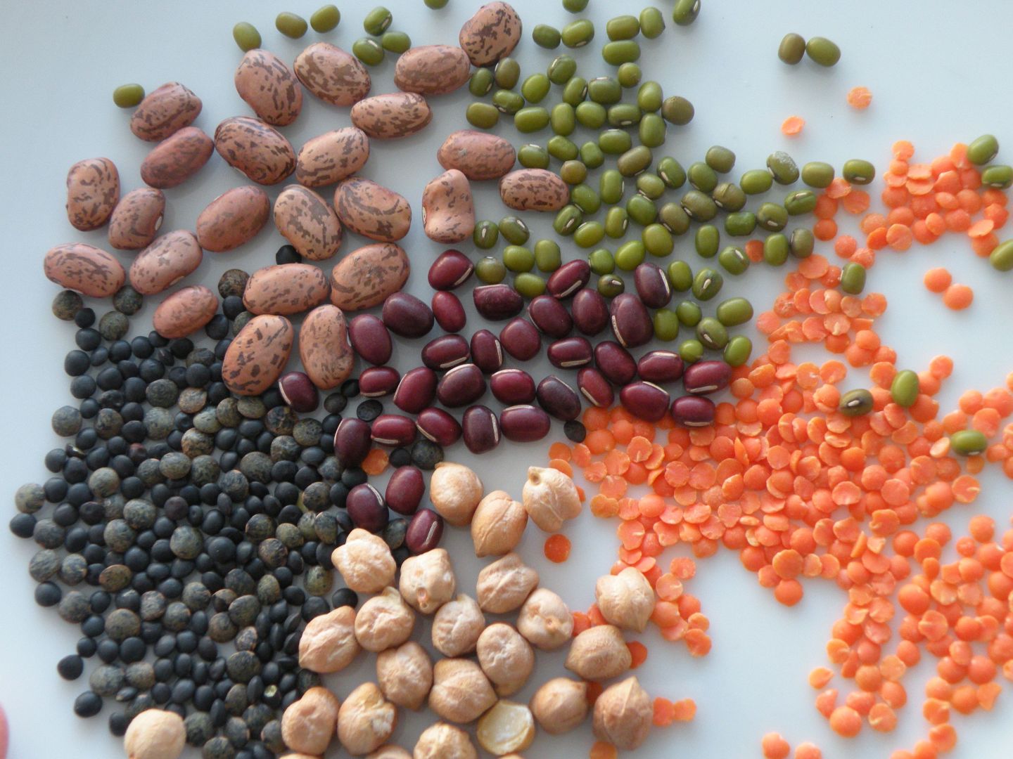 Nutrition: The Basics of Beans – The Wellness Almanac