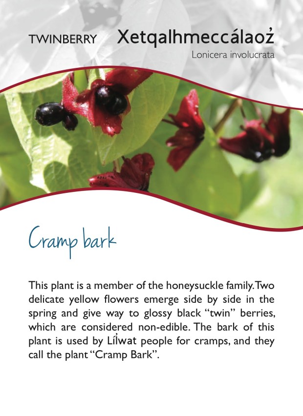 Twinberry honeysuckle – one berry best left for the birds and the bears ...