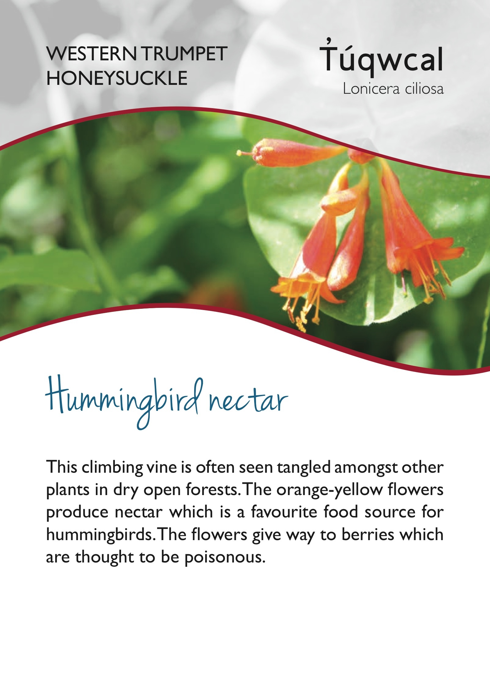 The Western Trumpet Honeysuckle – Nectar for Hummingbirds – The ...