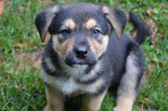 WAG Wellness Clinics return to Mt Currie, starting May 22 – The ...