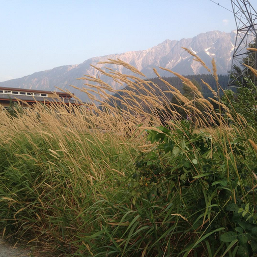 Instagrammers of Pemberton: for a positive tip, check out ...