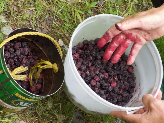 Berry Picking – The Wellness Almanac