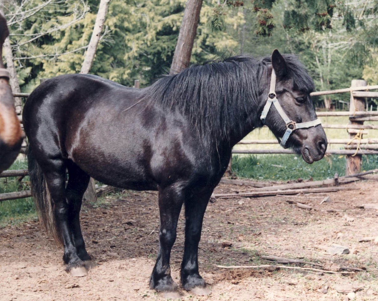 Midnight, the Pony – The Wellness Almanac