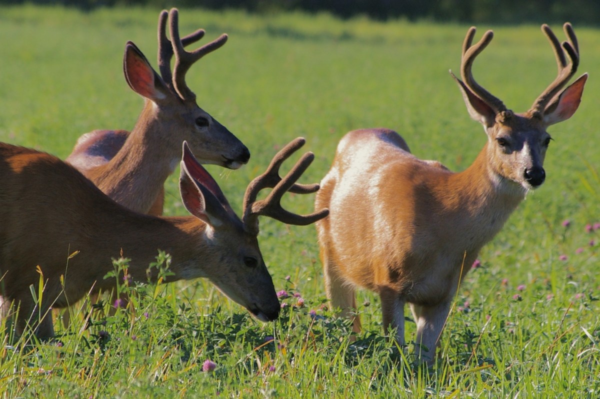 The Deer – The Wellness Almanac