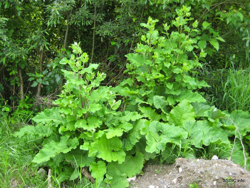 Weed of the Week: Common Burdock – The Wellness Almanac