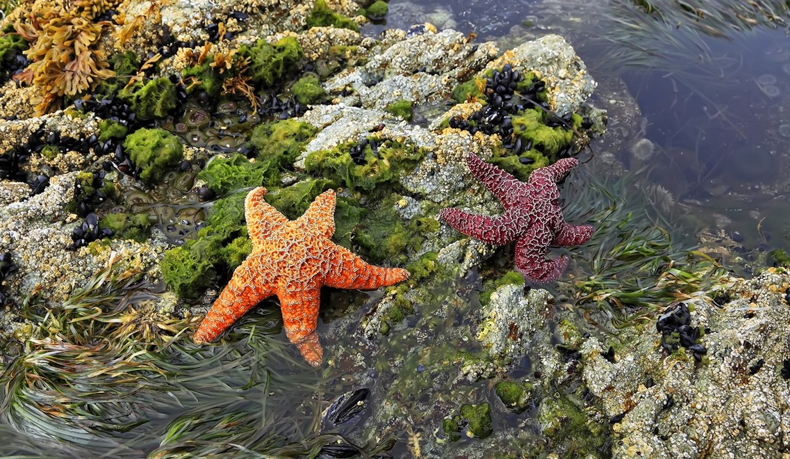 The Starfish Collective – The Wellness Almanac