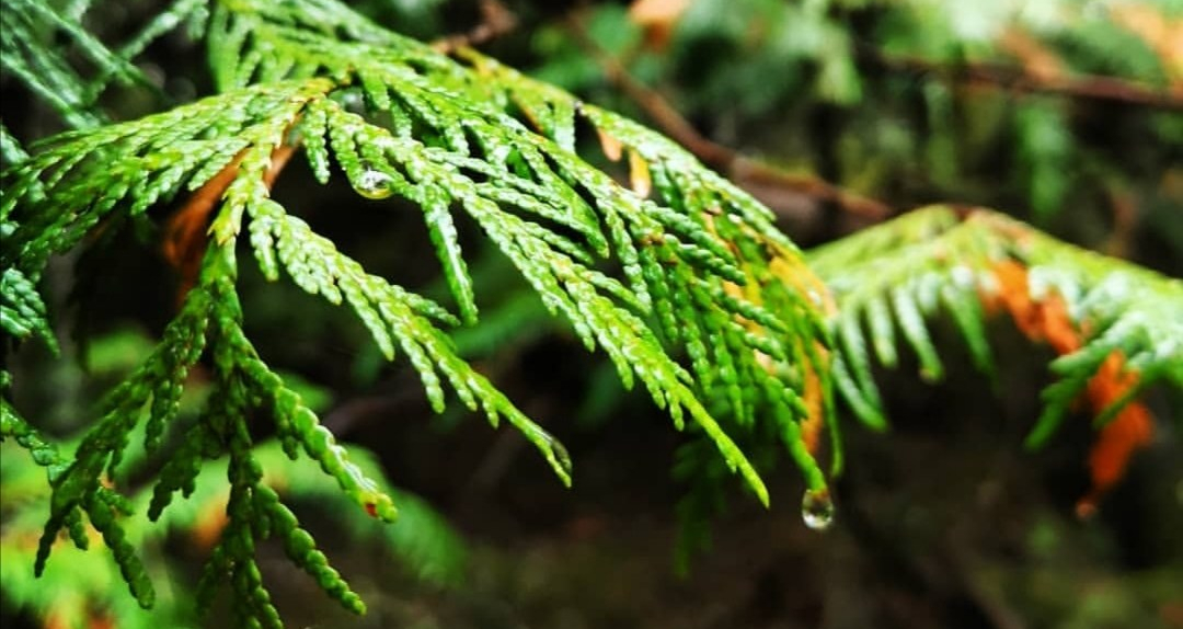 Cedar Root Digging – The Wellness Almanac