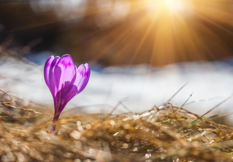 Happy Spring Equinox and Happy Astrological New Year! – The Wellness ...