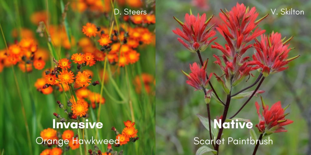 Friendly vs. Invasive Plants: What is the difference? – The Wellness ...