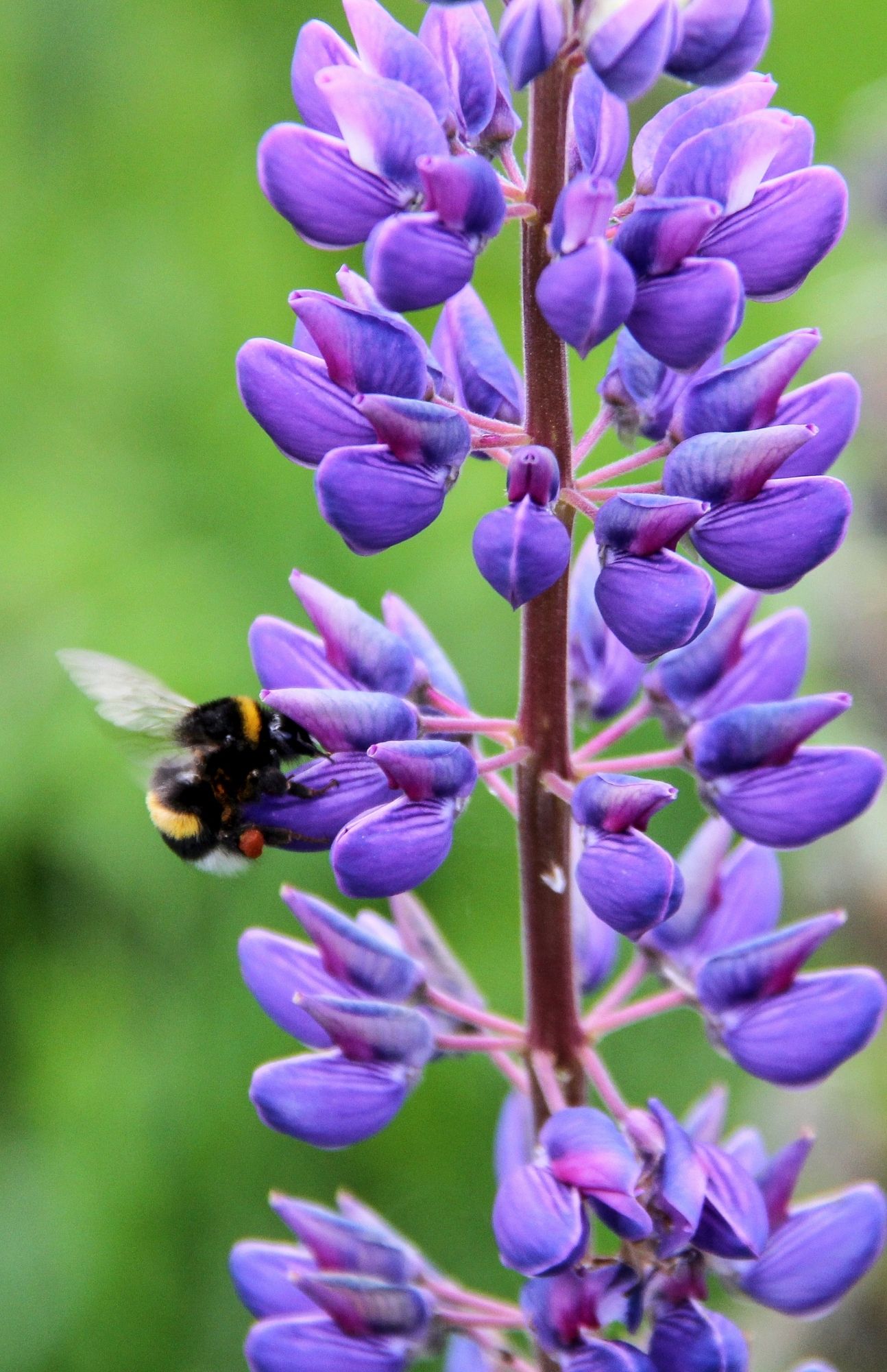 Friendly vs. Invasive Plants: What is the difference? – The Wellness ...