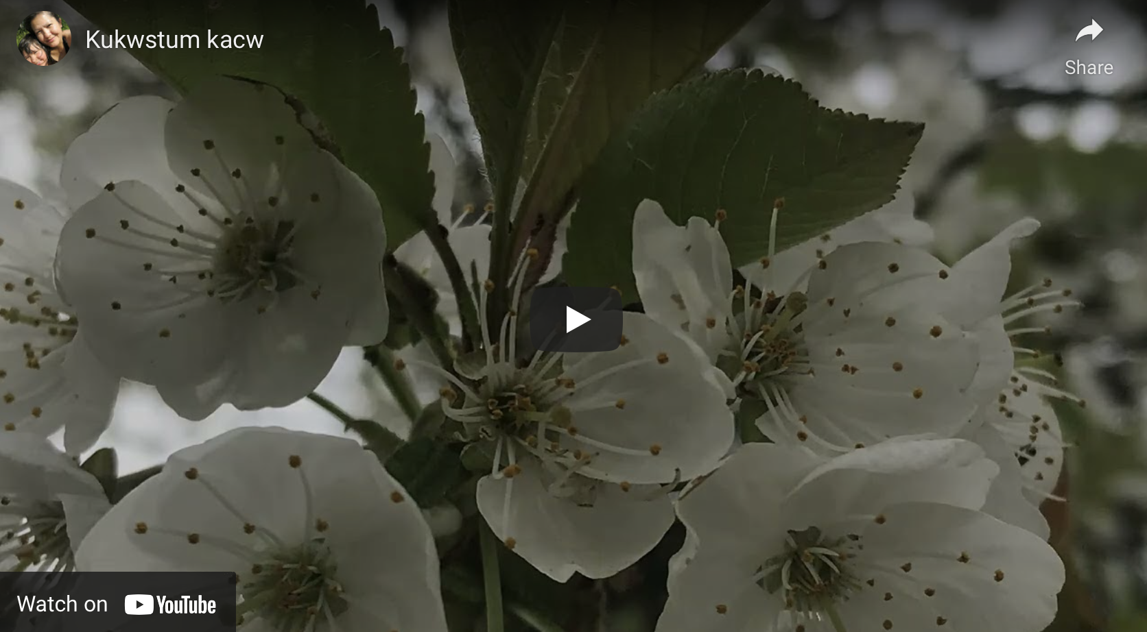 Holly Bikadi’s Thank you song – The Wellness Almanac