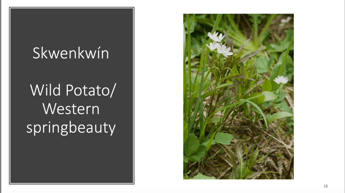 Wild potato – The Wellness Almanac