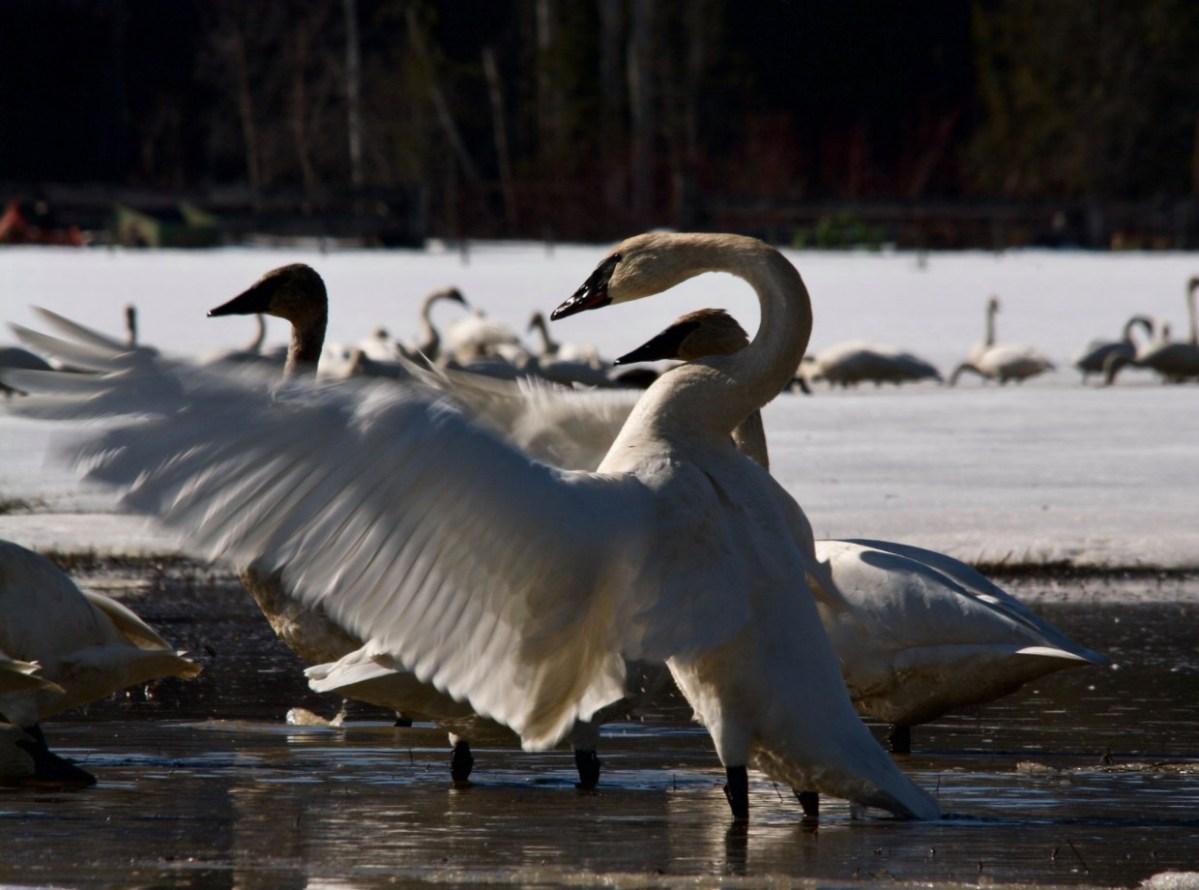 Early April’s trumpeter swan migration – The Wellness Almanac