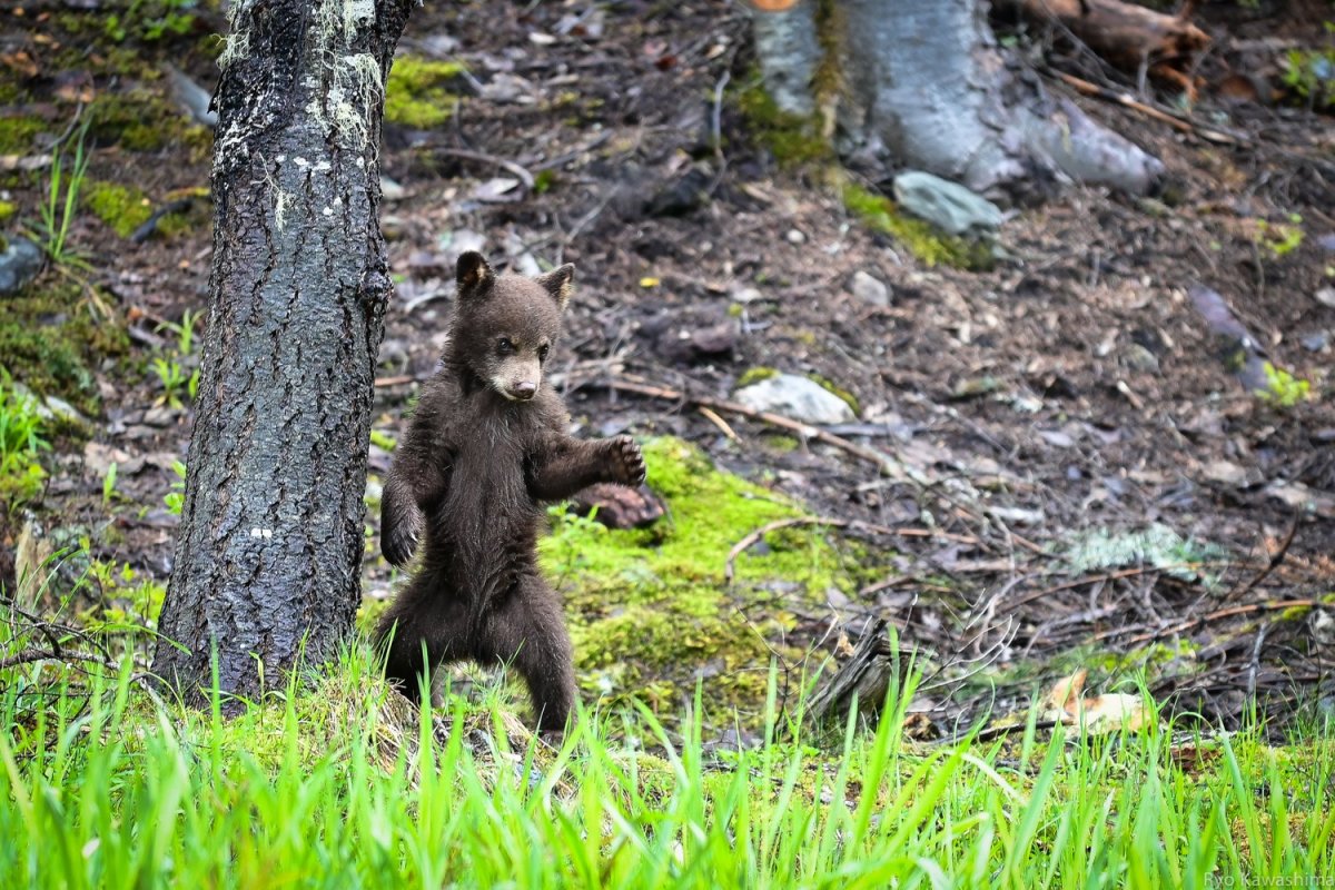 Stl’atl’imx territory is bear country by Lawrence Charlie – The ...